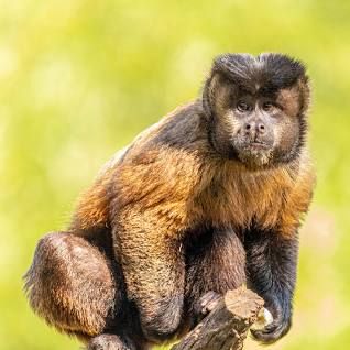 brown capuchin monkey