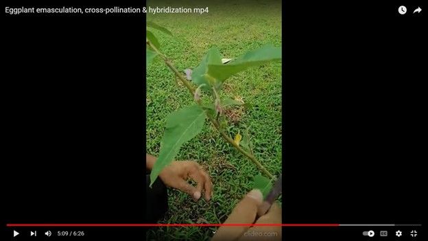 Eggplant emasculation, cross-pollination & hybridization