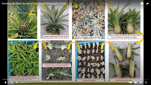 Growing Multiple Suckers from Single Pineapple Crown