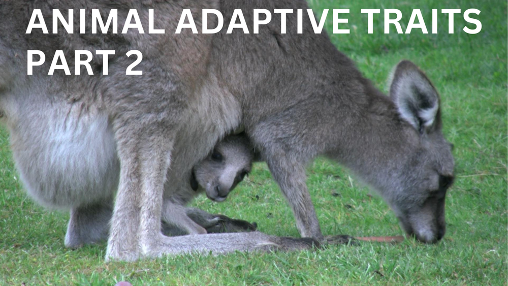Video Based Quiz: Animal Adaptive Traits, Part 2