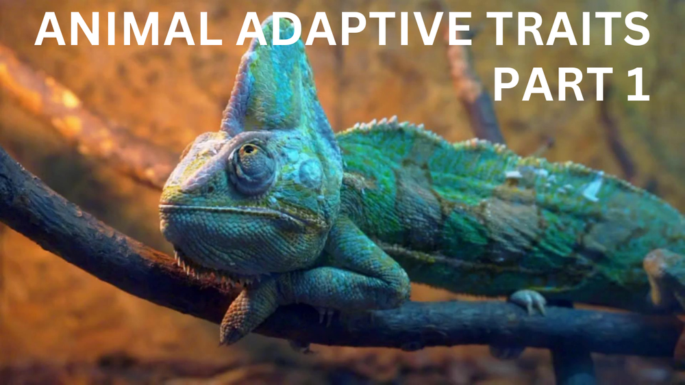 Video Based Quiz: Animal Adaptive Traits, Part 1