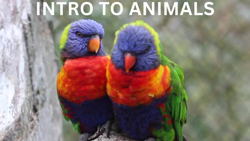 Video Based Quiz: Intro to Animals.