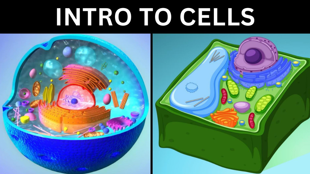 Video Based Quiz: Intro to Cells