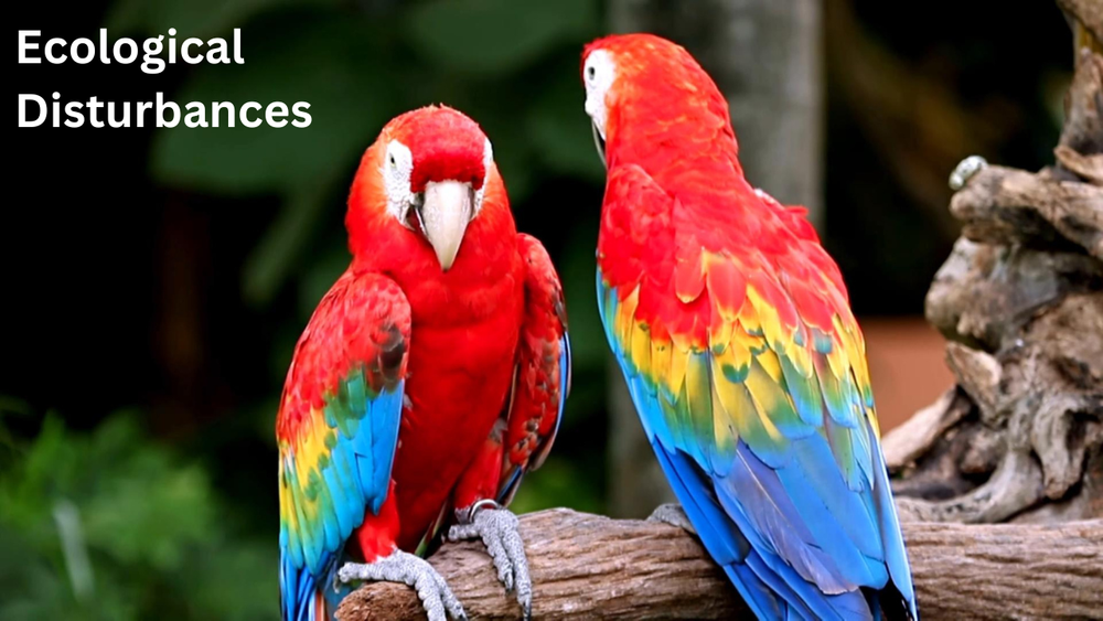 Video Based Quiz: Intro to Ecological Disturbances